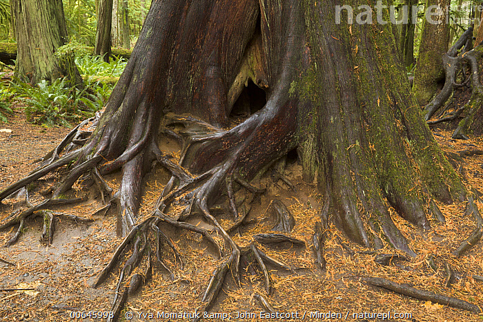 Stock photo of Western Red Cedar (Thuja plicata) tree with roots in ...