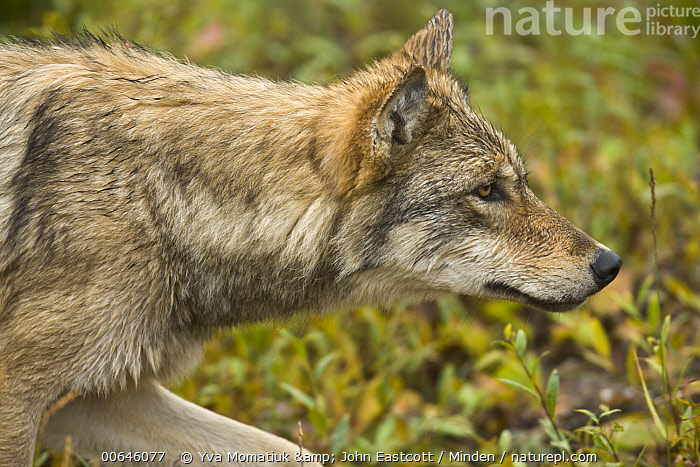 Stock photo of Gray Wolf (Canis lupus) juvenile, Denali National Park ...
