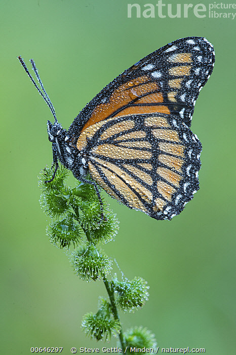Stock photo of Viceroy (Basilarchia archippus) butterfly, Brighton ...