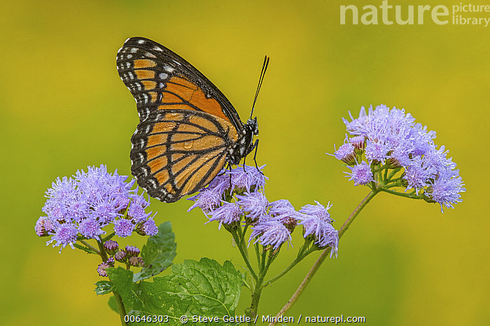 Stock photo of Viceroy (Basilarchia archippus) butterfly, Brighton ...