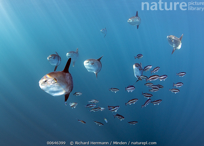 Stock photo of Ocean Sunfish (Mola mola) juveniles and fish school ...