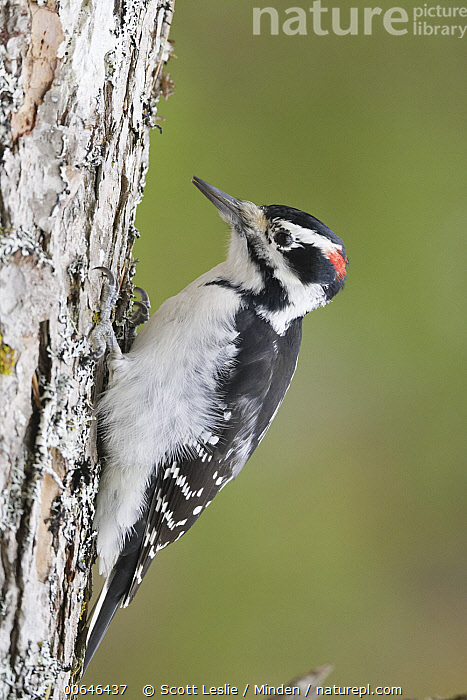 Stock photo of Hairy Woodpecker (Picoides villosus), Nova Scotia ...