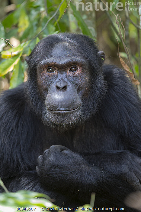 Stock photo of Chimpanzee (Pan troglodytes) alpha male, Kibale Forest ...