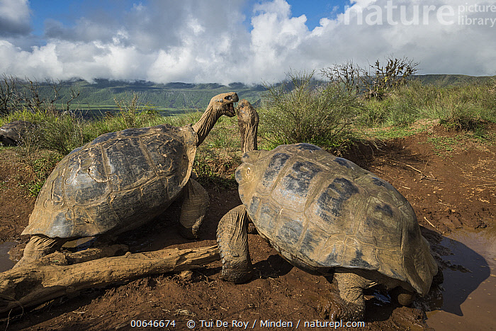 Stock photo of Volcan Alcedo Giant Tortoise (Chelonoidis vandenburghi ...