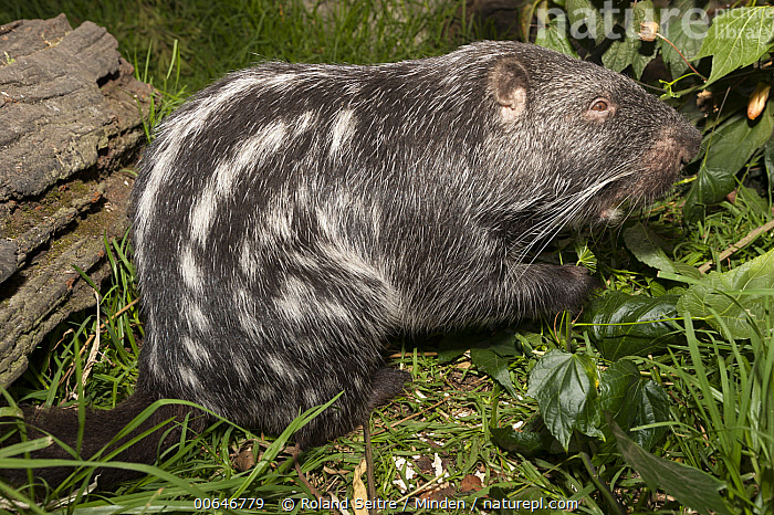 Stock photo of Branick's Giant Rat (Dinomys branickii), Colombia ...