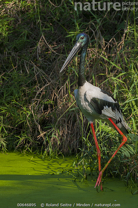 Stock photo of Black-necked Stork (Ephippiorhynchus asiaticus) wading ...