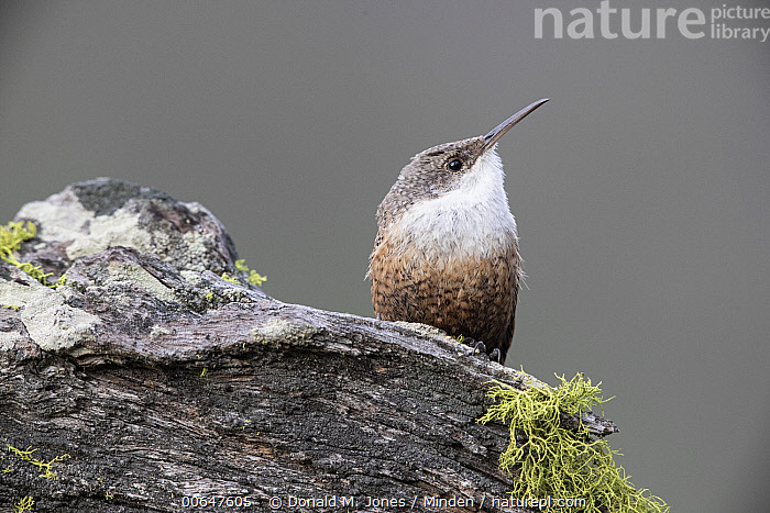 Stock photo of Canyon Wren (Catherpes mexicanus), Montana. Available ...