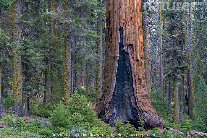 Stock photo of Giant Sequoia (Sequoiadendron giganteum) tree ...