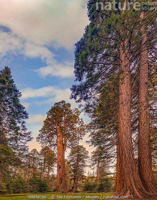Stock photo of Giant Sequoia (Sequoiadendron giganteum) trees, Big ... Stock photo of Giant Sequoia (Sequoiadendron giganteum) trees, Big ...