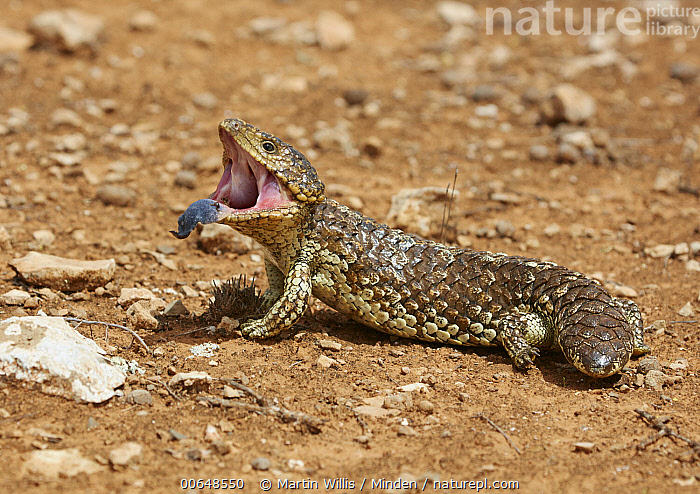 Stock photo of Shingleback Skink (Tiliqua rugosa) in defensive posture ...
