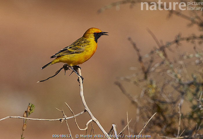 Stock photo of Orange Chat (Epthianura aurifrons) calling, South ...