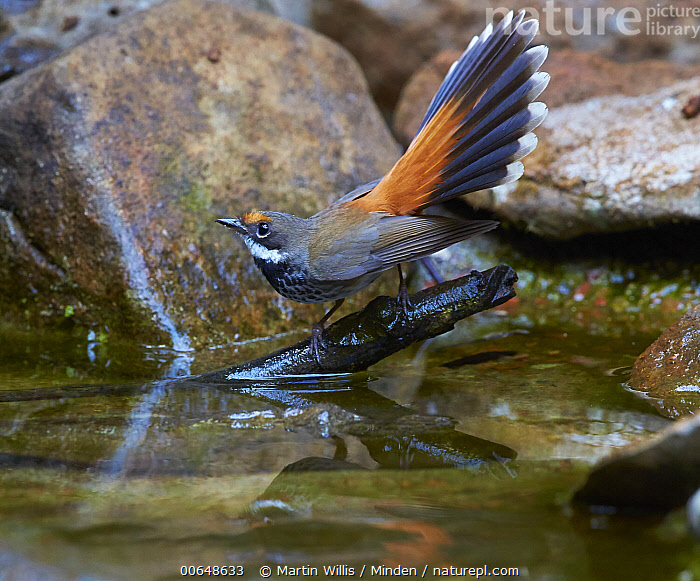 Stock photo of Rufous Fantail (Rhipidura rufifrons) drinking at pond ...