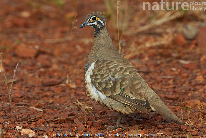 Stock photo of Squatter Pigeon (Geophaps scripta), Georgetown ...