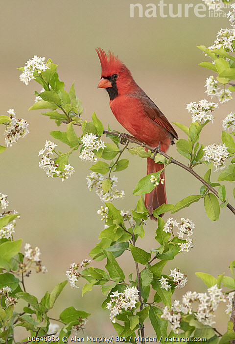Stock photo of Northern Cardinal (Cardinalis cardinalis) male, Texas ...