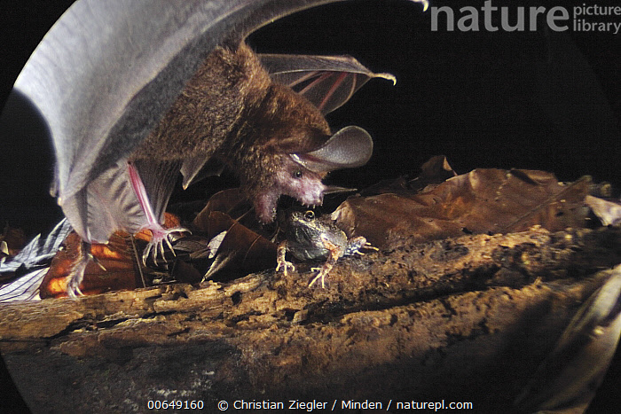Stock photo of Fringe-lipped Bat (Trachops cirrhosus) attacking frog ...