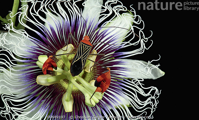 Stock photo of Flag-footed Bug (Anisocelis flavolineata) on passion ...