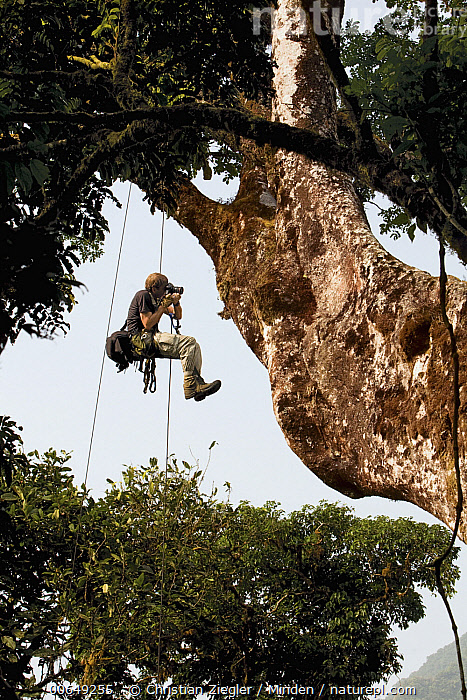 Stock photo of Photographer, Tim Laman, using tree-climbing gear to ...