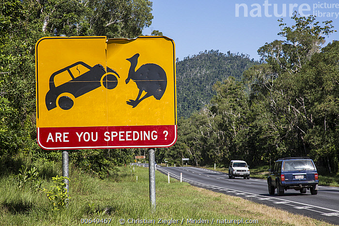 Stock photo of Southern Cassowary (Casuarius casuarius) warning sign ...