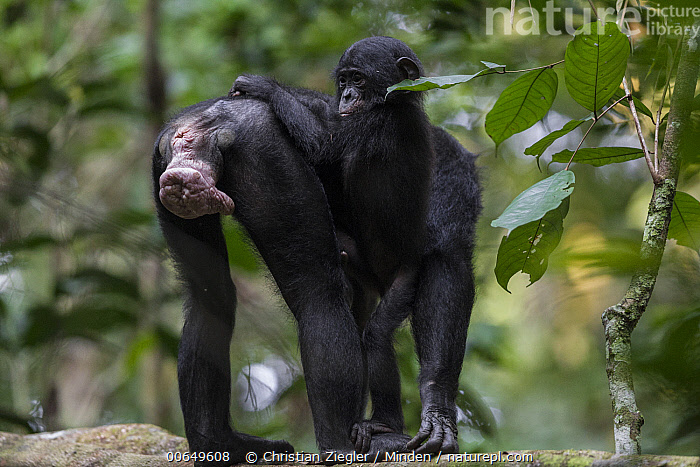 Stock photo of Bonobo (Pan paniscus) mother and young, Kokolopori ...