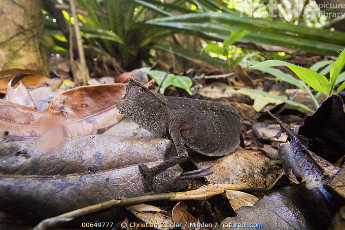 Stock photo of Horned Leaf Chameleon (Brookesia superciliaris) male ...
