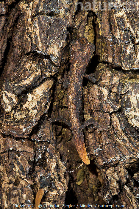 Stock photo of Nosy Hara Leaf Chameleon (Brookesia micra), the smallest ...