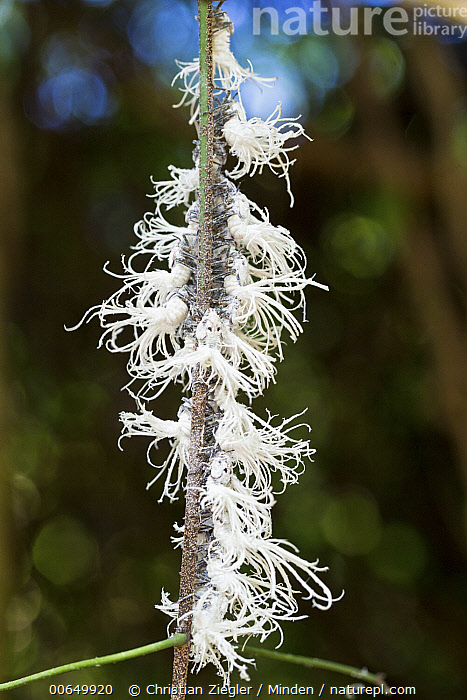 Stock photo of Treehopper larvae, Ankarafantsika National Park ...