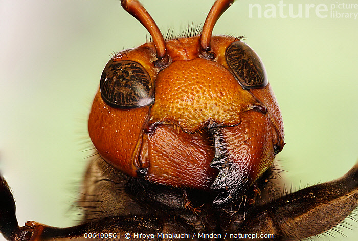 Nature Picture Library Japanese Giant Hornet Vespa