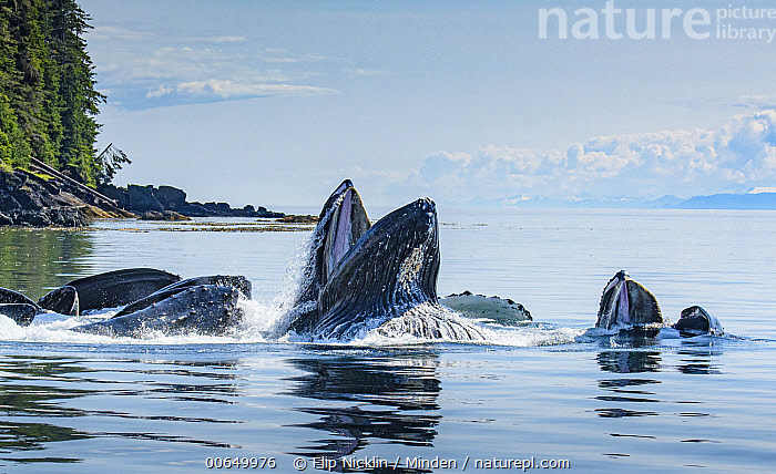 Stock photo of Humpback Whale (Megaptera novaeangliae) pod gulp feeding ...