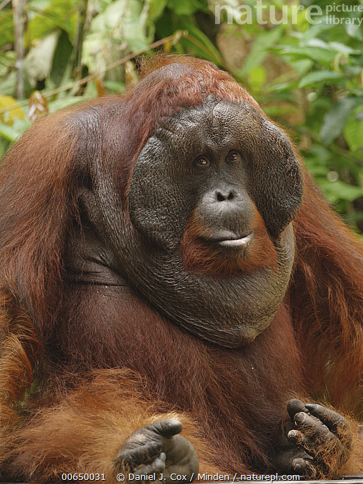 Stock photo of Orangutan (Pongo pygmaeus) male, Tanjung Puting National ...