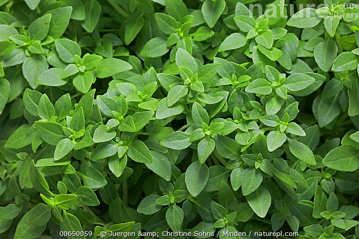 Stock photo of Basil (Ocimum basilicum), Germany. Available for sale on ...