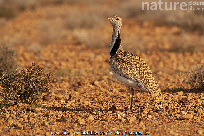 Stock photo of Houbara Bustard (Chlamydotis undulata), Morocco ...