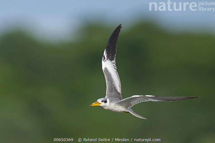 Stock photo of Large-billed Tern (Phaetusa simplex) flying, Bolivia ...