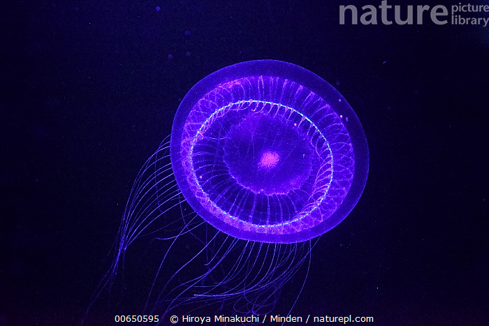 Stock photo of Crystal Jellyfish (Aequorea coerulescens), under UV ...