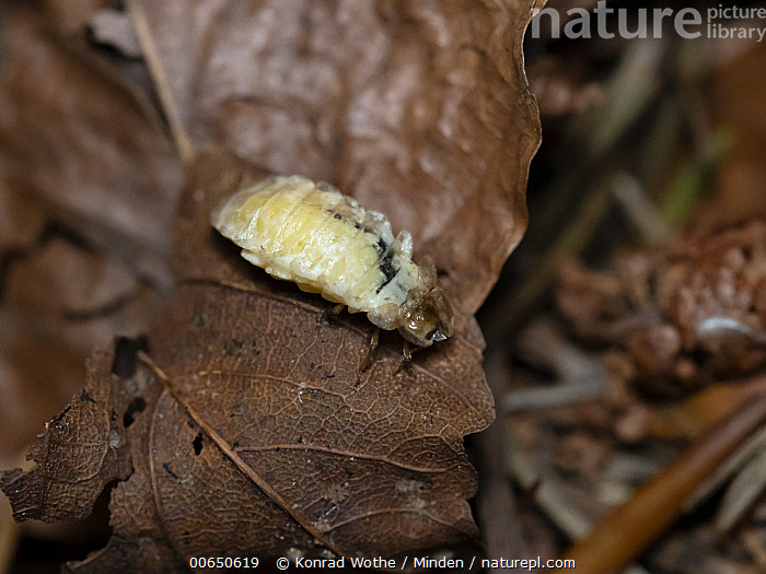 Stock photo of Firefly (Lamprohiza splendidula) female, Bavaria ...