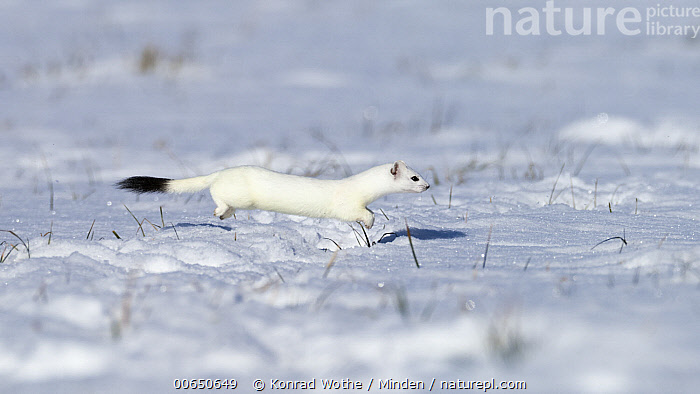 Stock photo of Short-tailed Weasel (Mustela erminea) running in winter ...