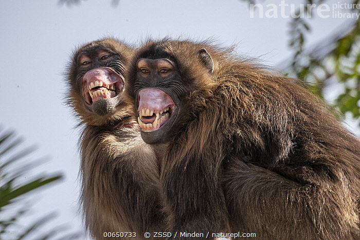 Stock photo of Gelada Baboon (Theropithecus gelada) pair in defensive ...