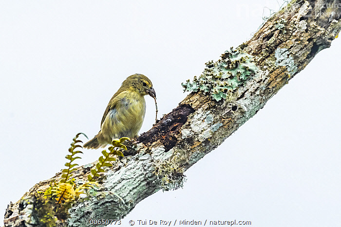 Stock photo of Woodpecker Finch (Camarhynchus pallidus) using tool to ...