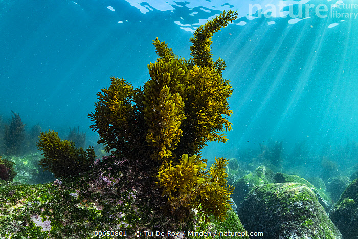 Stock photo of Albemarle Sargassum (Sargassum albemarlense) seaweed ...