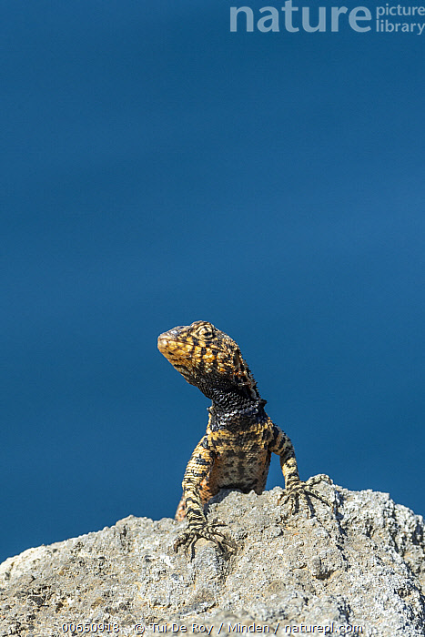 Stock photo of Santiago Lava Lizard (Microlophus jacobi), Bainbridge ...