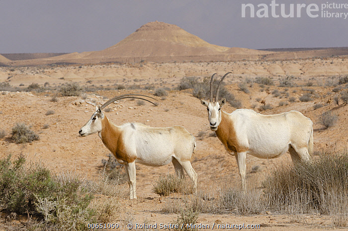 Stock photo of Scimitar-horned Oryx (Oryx dammah) pair, Tunisia ...