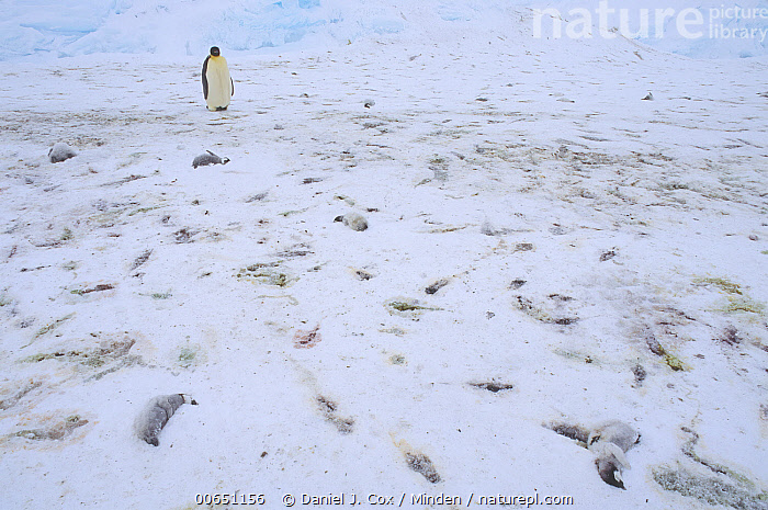 Stock photo of Emperor Penguin (Aptenodytes forsteri) among dead chicks ...