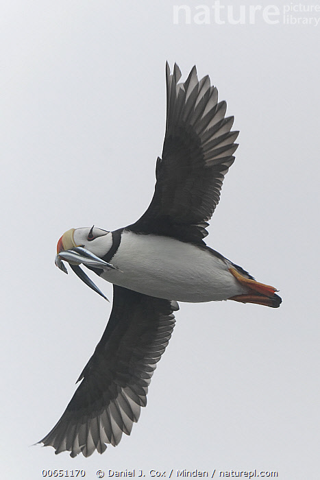 Stock photo of Horned Puffin (Fratercula corniculata) flying with fish ...
