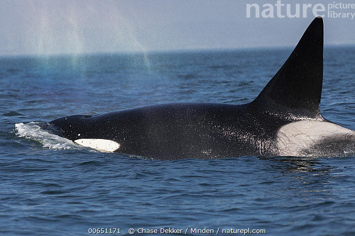 Stock photo of Orca (Orcinus orca) male surfacing, Monterey Bay ...