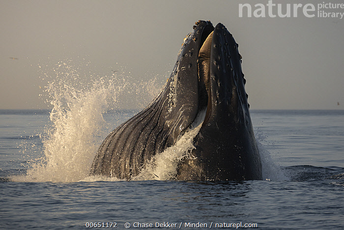 Stock photo of Humpback Whale (Megaptera novaeangliae) gulp feeding on ...