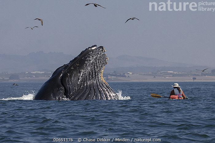 Stock photo of Humpback Whale (Megaptera novaeangliae) gulp feeding on ...