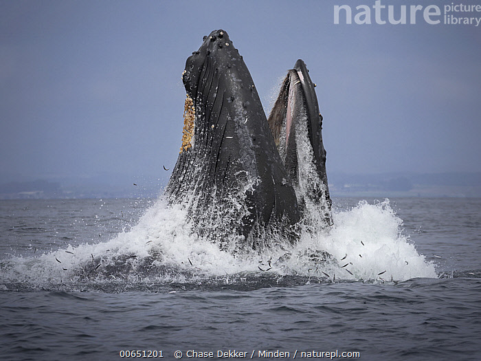 Stock photo of Humpback Whale (Megaptera novaeangliae) gulp feeding on ...