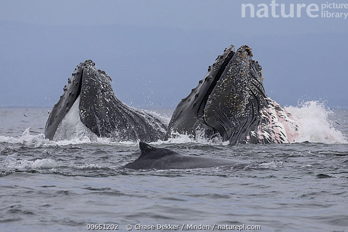 Stock photo of Humpback Whale (Megaptera novaeangliae) pair gulp ...