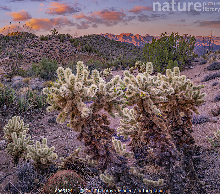 Stock photo of Cholla (Opuntia sp) cacti, Poachie Range, Arizona ...