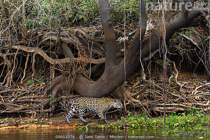 Stock photo of Jaguar (Panthera onca) on riverbank below tree roots ...