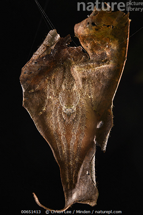 Stock photo of Huntsman Spider (Pandercetes nigrogularis) female ...